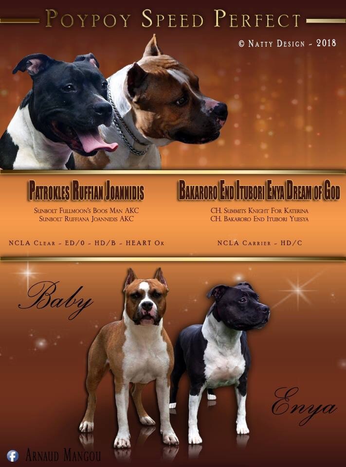 Accueil - Elevage Poypoy Speed Perfect - eleveur de chiens American ...